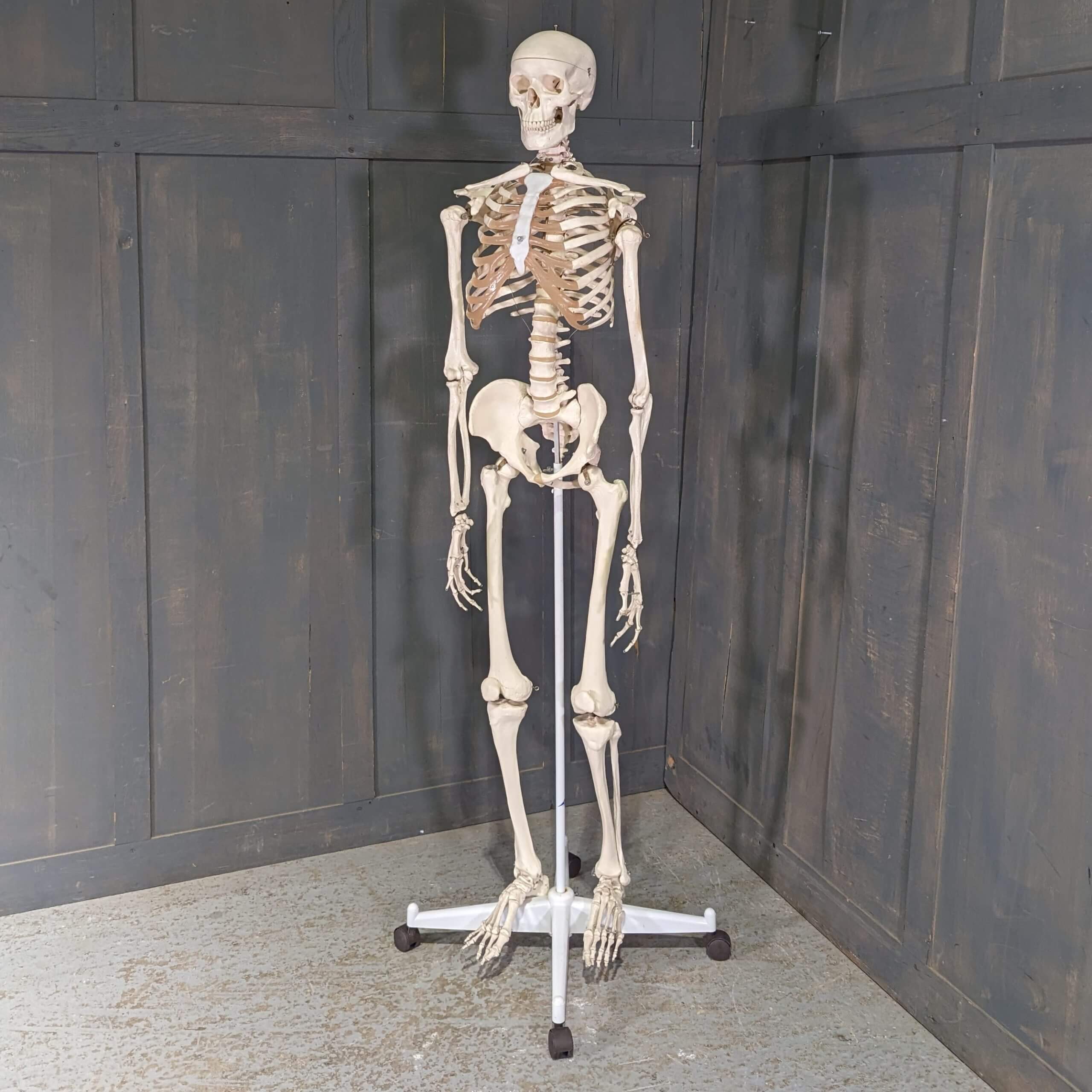 Full Size Medical Training Resin Skeleton on Stand (SOLD) - Antique ...