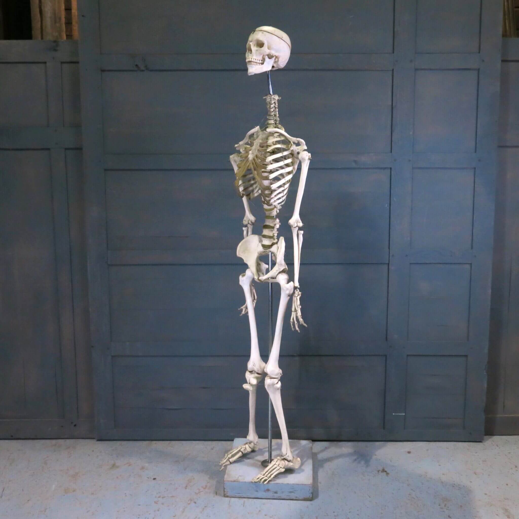 Full Size Adam Rouilly Resin Training Skeleton on Stand (SOLD ...